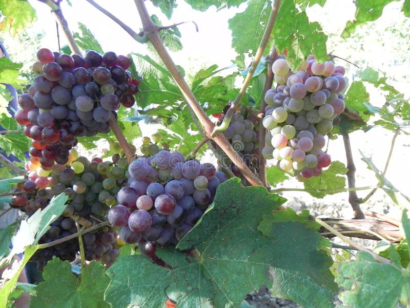 Stalks of Grapes Under the Sun Stock Image - Image of wine, black: 51674643