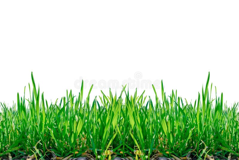 Stalks of Grass Isolated on White Background. Stock Photo - Image of ...