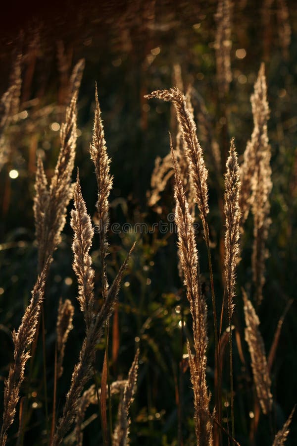 Stalks of Grass in Sunlight Stock Image - Image of close, stalks: 1263505