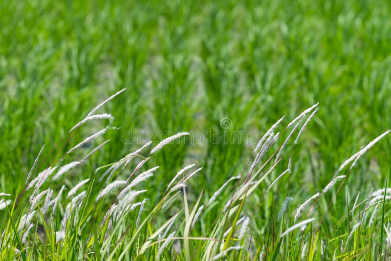 Stalks of Grass stock photo. Image of plants, peaceful - 54423680