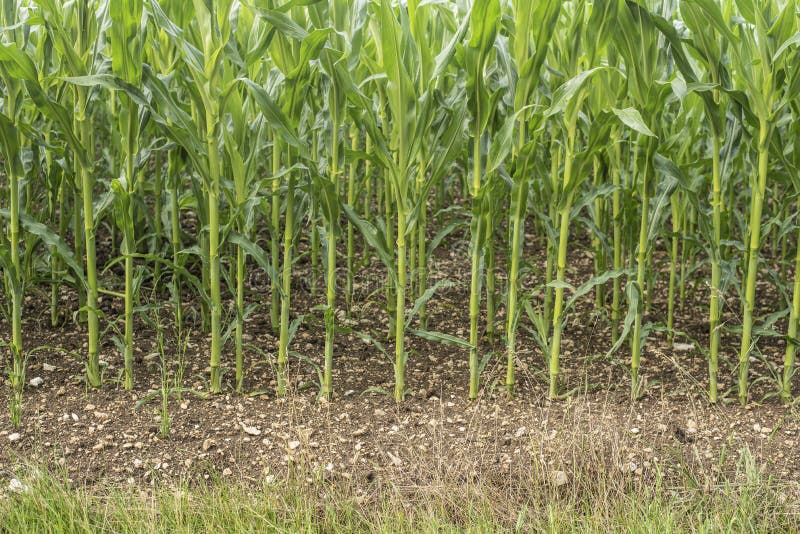 Stalks of Maize Plants in a Stony Field Stock Image - Image of ...
