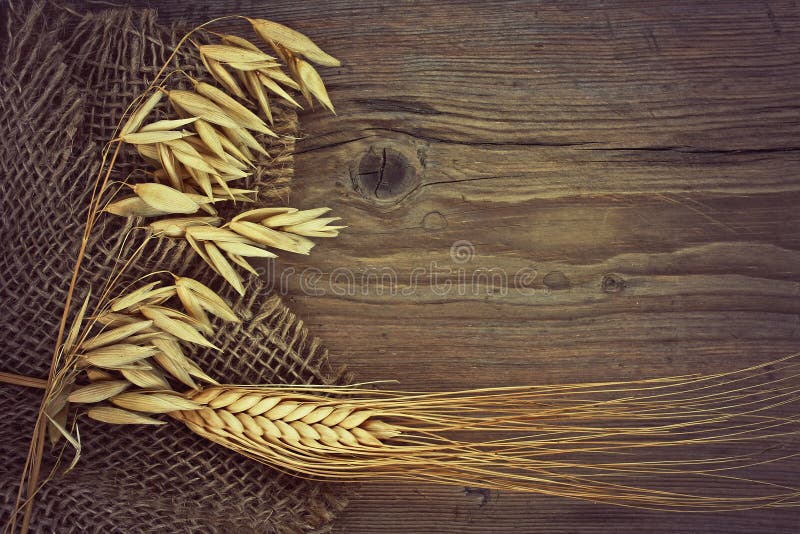 Stalks of oats and rye stock photo. Image of brown, spelt - 57402694