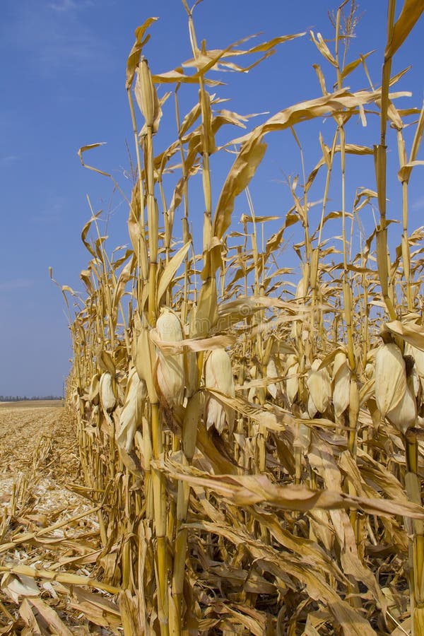 Stalks of Ripe Yellow Corn, the Leaves Flutter in the Wind Stock Image ...