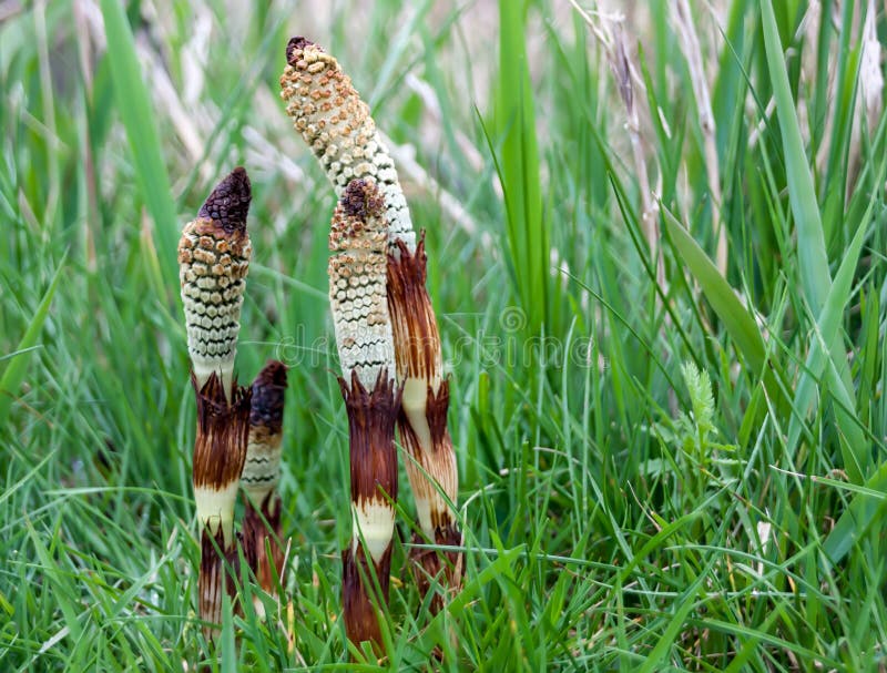 Stalks of Scouring Rushes, Also Known As Field Horsetail Stock Photo ...