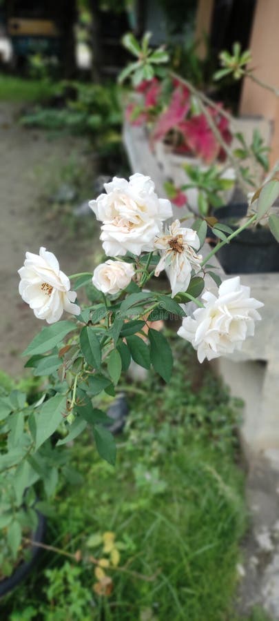 4 Stalks of Snow-white Roses in the Yard Stock Image - Image of yard ...