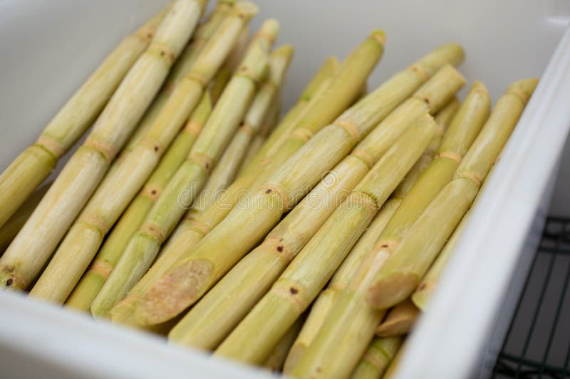 Stalks of Sugar Cane Container Stock Photo - Image of background, plant ...