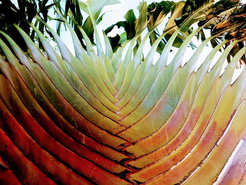 The Stalks of Travellers Palm Tree Stock Image - Image of tree, green ...