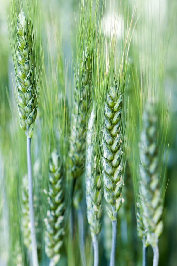 Wheat Stalks In Wheat Field In The Strong Sun Stock Photo - Image of ...