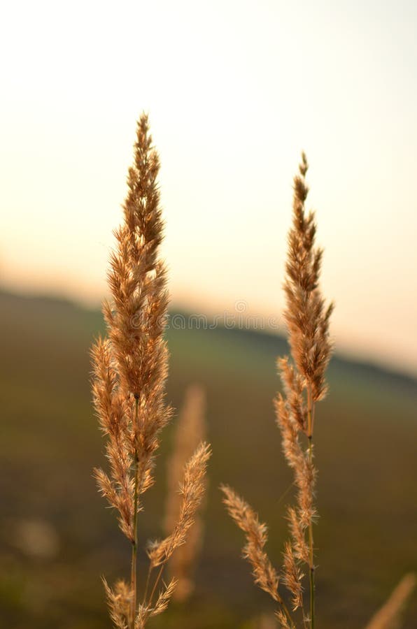Stalks of Wild Grasses stock photo. Image of grasses - 170776200
