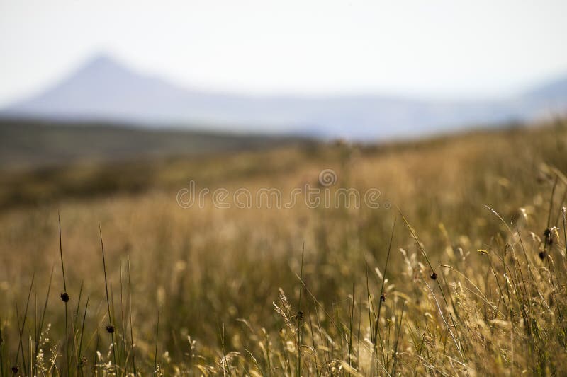 Stalks of the Wild Sharp Rush Grass in Summer. Stock Photo - Image of ...