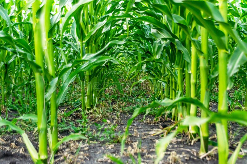 Stalks of Young Green Corn on a Plantation Farm Stock Photo - Image of ...