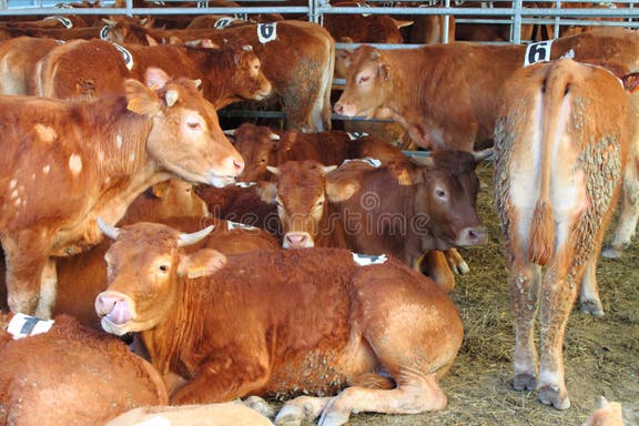 Stall av bruna kor arkivfoto. Bild av jordbruksmark - 119750534