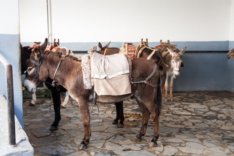 Stall mit Eseln redaktionelles stockfotografie. Bild von mosaik - 96277287