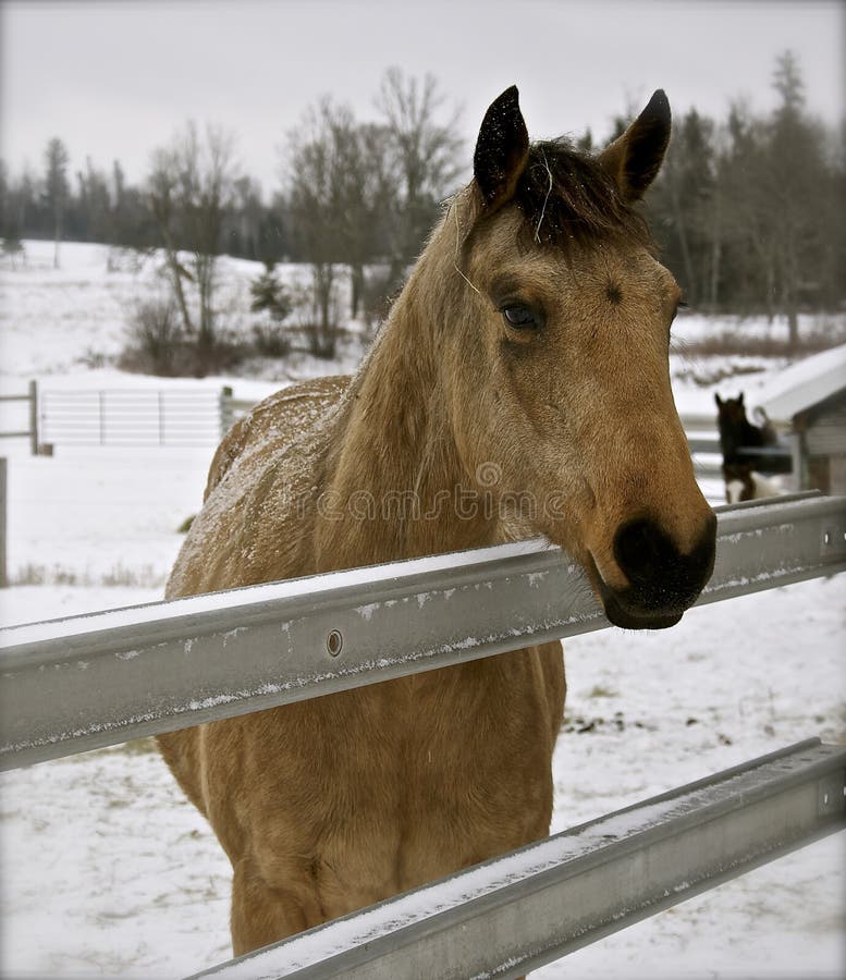 Stalliion & Mare stock photo. Image of power, sleigh - 38528102
