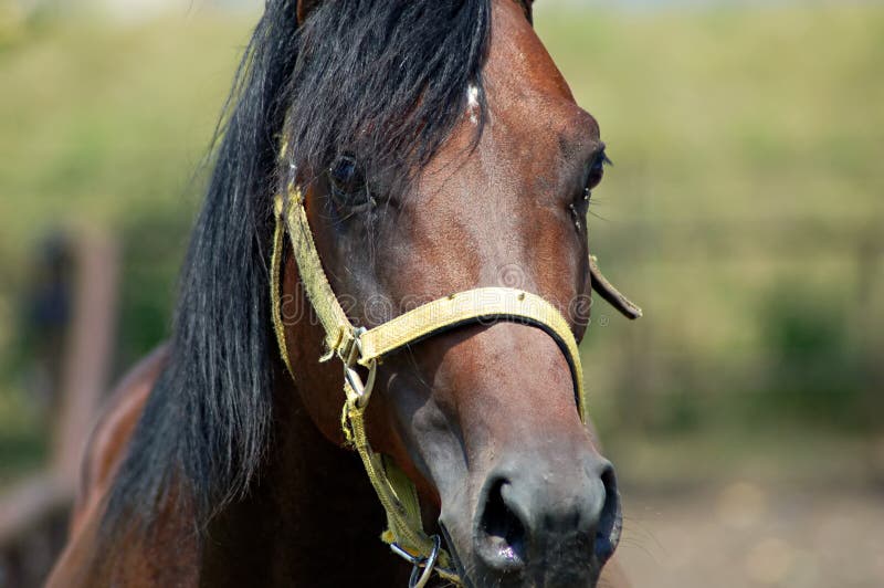 Stallion stock image. Image of loyal, friend, curious - 1036151
