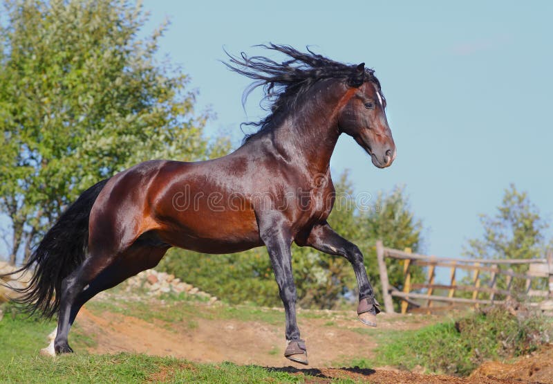 Stallion andaluso fotografia stock. Immagine di movimento - 17041676