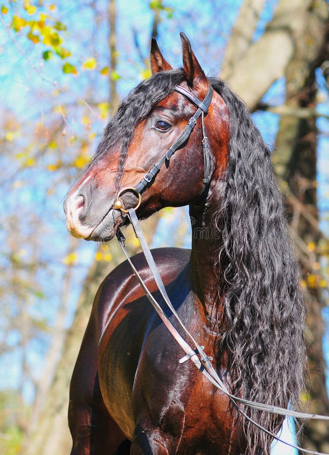 Cavallo Andaluso Grigio in Toilette Tradizionale Immagine Stock ...