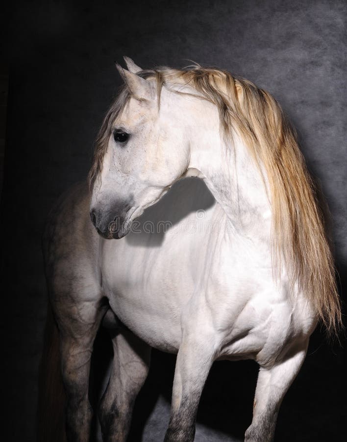 Cavallo Andaluso Grigio in Toilette Tradizionale Immagine Stock ...