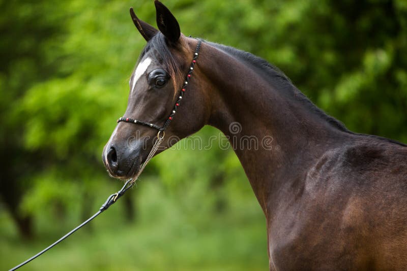 Cavallo arabo nero fotografia stock. Immagine di piedini - 6004940
