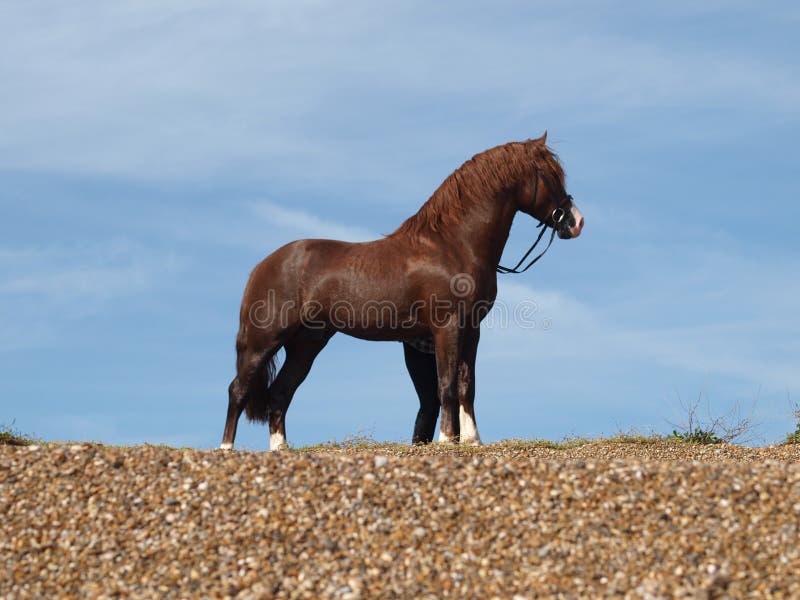Stallion on Beach stock image. Image of domestic, countryside - 24522271