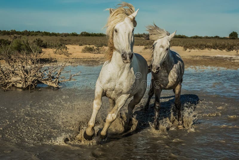 Stallion Chase stock image. Image of equine, anger, western - 85849541