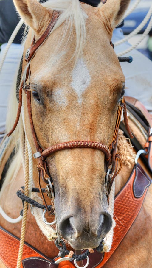 Stallion face stock image. Image of panama, male, face - 81944657