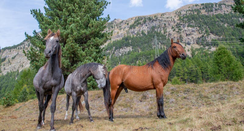 Stallion stock photo. Image of field, erection, young - 231243612