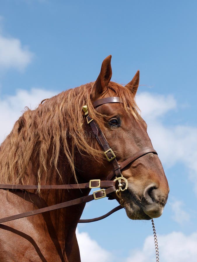 Stallion Head Shot stock photo. Image of rare, riding - 30997346