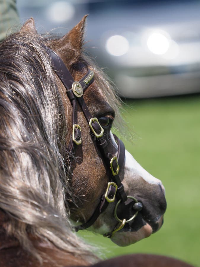 Stallion Head Shot stock photo. Image of animal, pony - 155097858