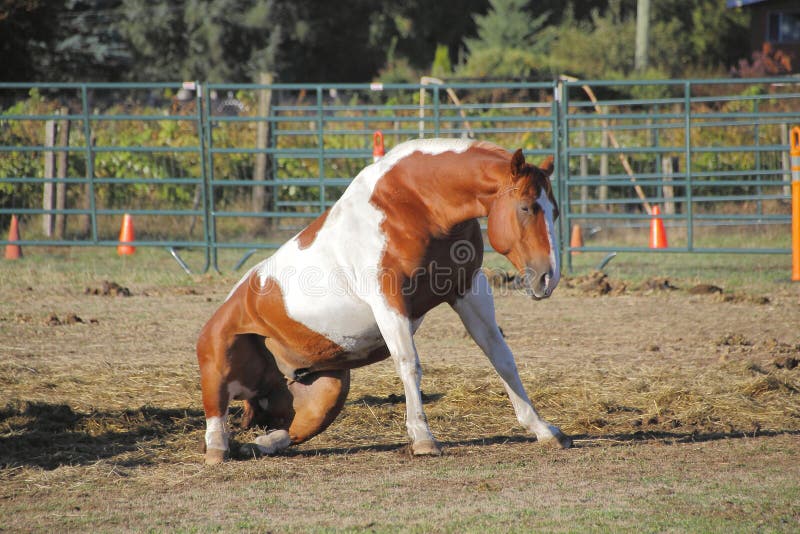 Stallion Horse Standing stock image. Image of awkward - 77778013