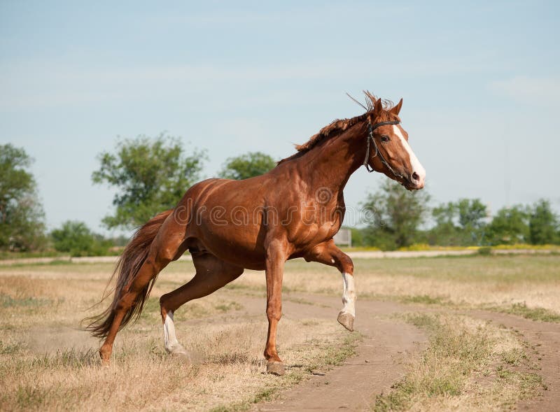 Stallion runs stock image. Image of hoofed, equine, orange - 32415741