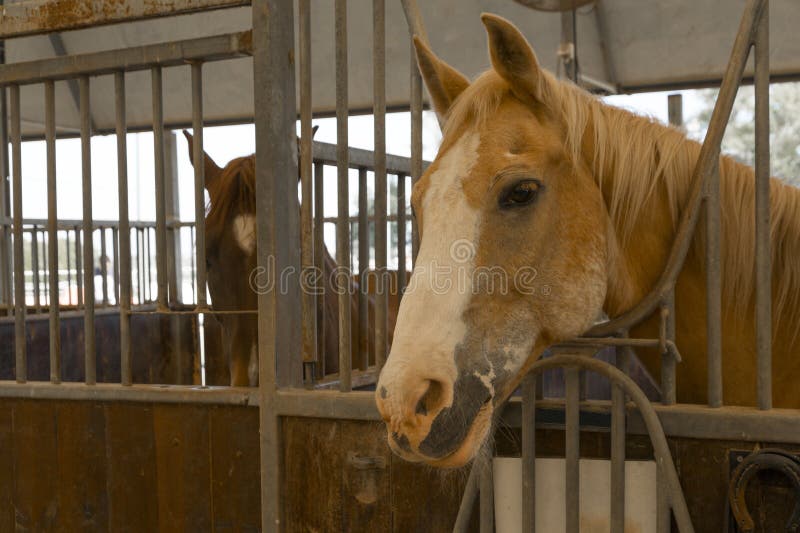 A Stallion Who Lived for Many Years Stock Image - Image of element ...
