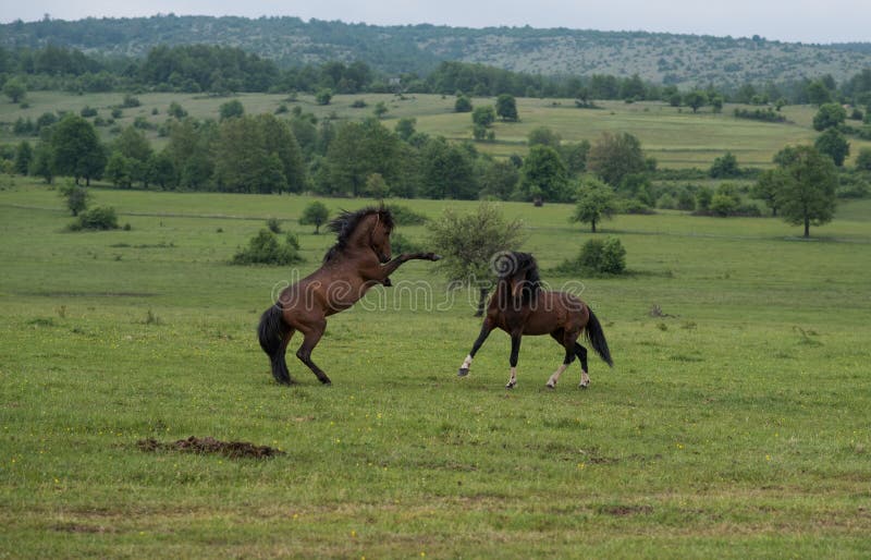 Two Stallions in fight stock image. Image of hinterhufe - 6647741