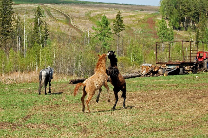 Two stallions stock image. Image of moving, light, grey - 11079719