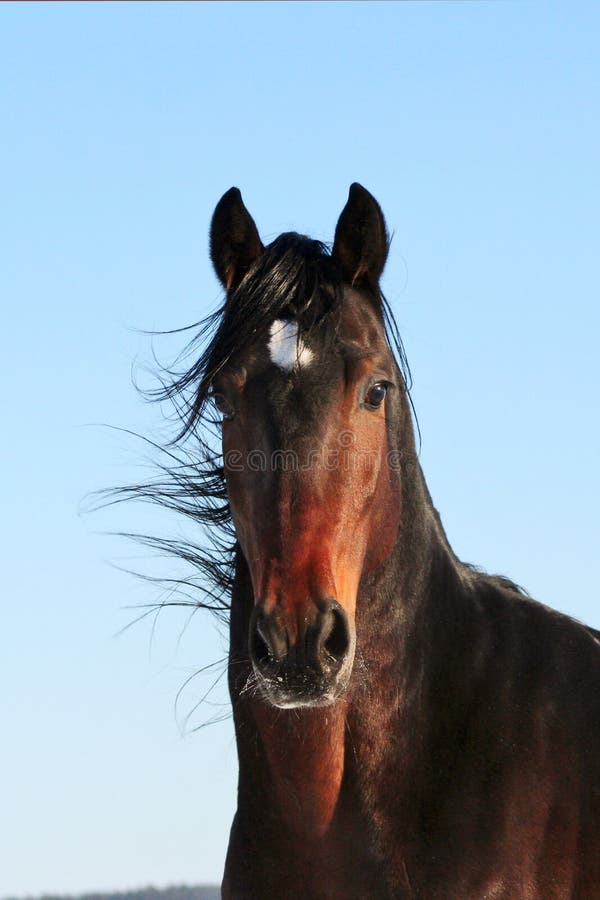 Stallone della baia immagine stock. Immagine di animale - 40522537