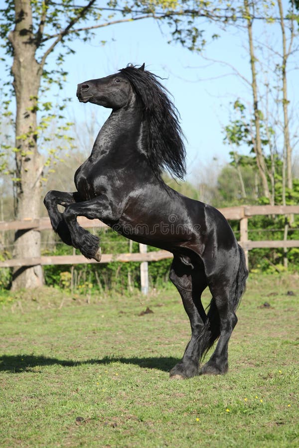 Stallone Frisone Che Prancing Fotografia Stock - Immagine di equino ...
