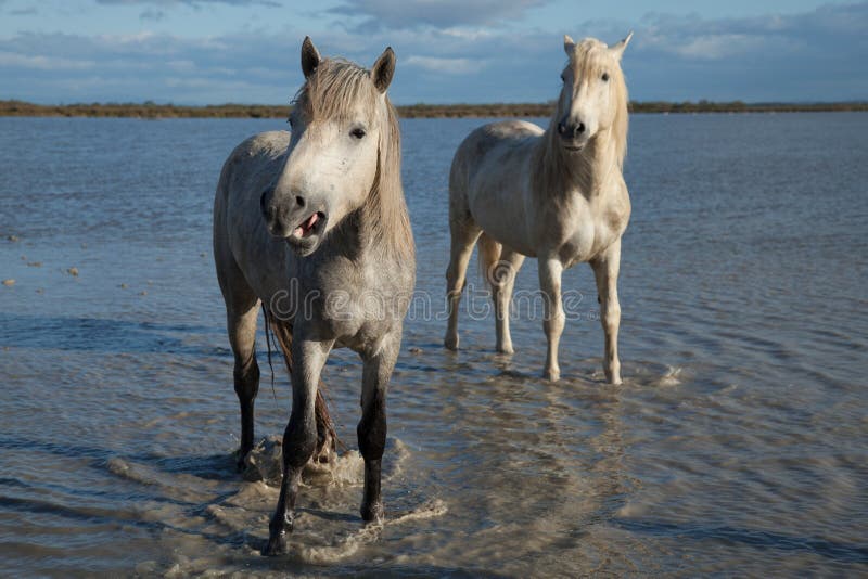 Stalloni fotografia stock. Immagine di palude, bianco - 40133128