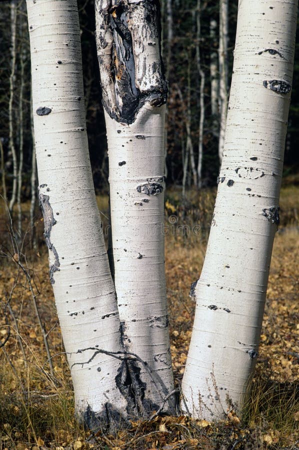 Stam för asp tre fotografering för bildbyråer. Bild av tredubbel - 275517