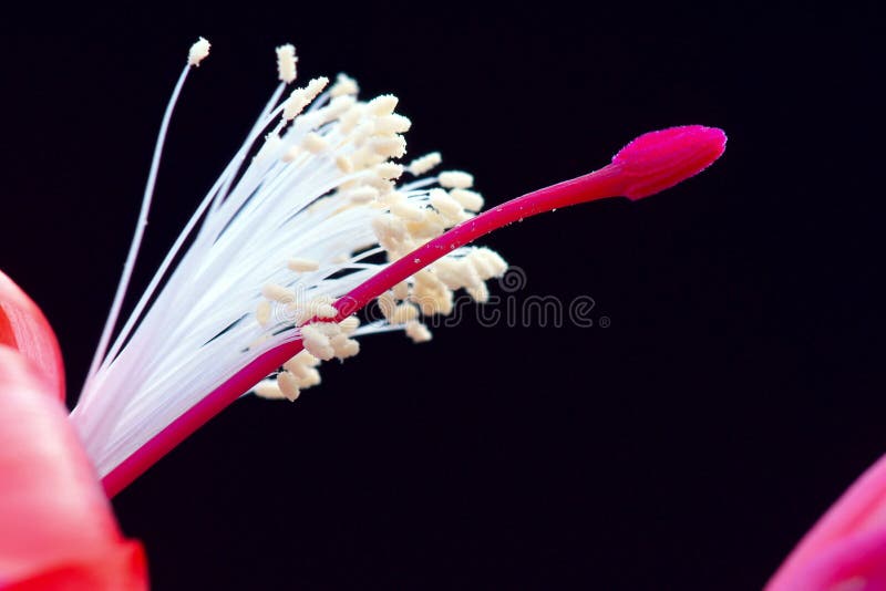 Macro Dello Stame E Del Pistillo Del Fiore Del Papavero Immagine Stock ...