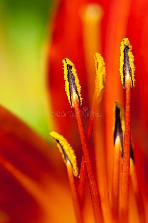 Stamen stock image. Image of filament, detail, macro - 21256921