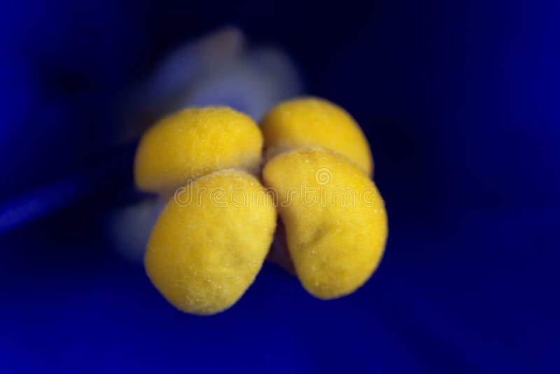 The Stamen of an African Violet Flower Stock Photo - Image of decades ...