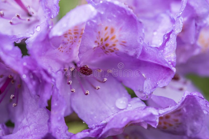 Stamen of an azalea flower stock image. Image of fresh - 188812783