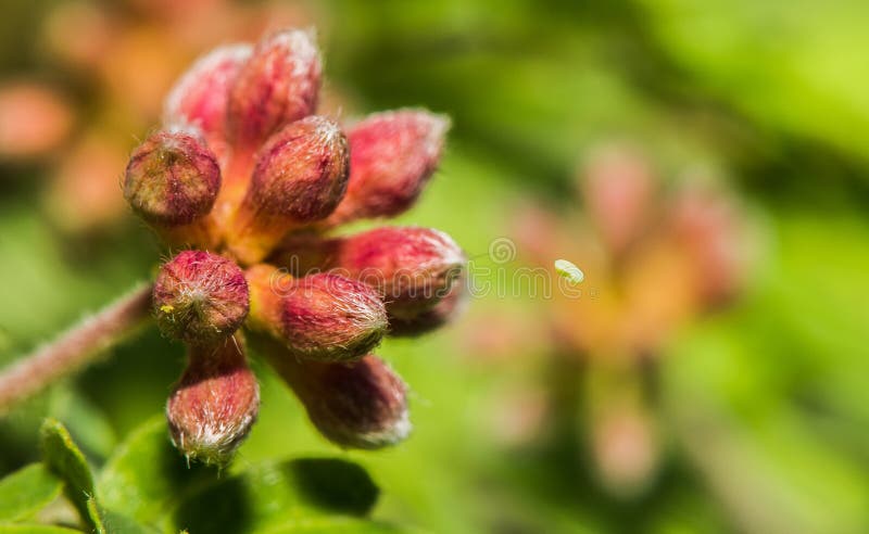 The Stamen of the Brilliant Red Feather Duster Flower Stock Photo ...