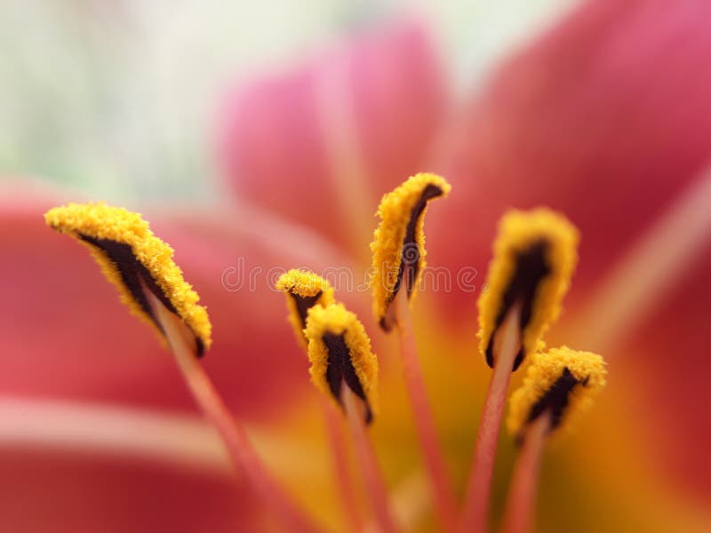 Pollens of pink stock image. Image of nature, flower - 115645815