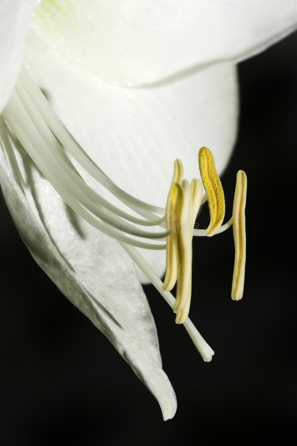 Stamen of a flower stock photo. Image of yellow, black - 4881984