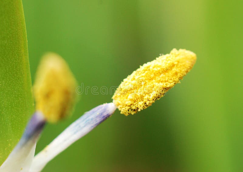 Stamen under microlens stock image. Image of ecology - 59496899