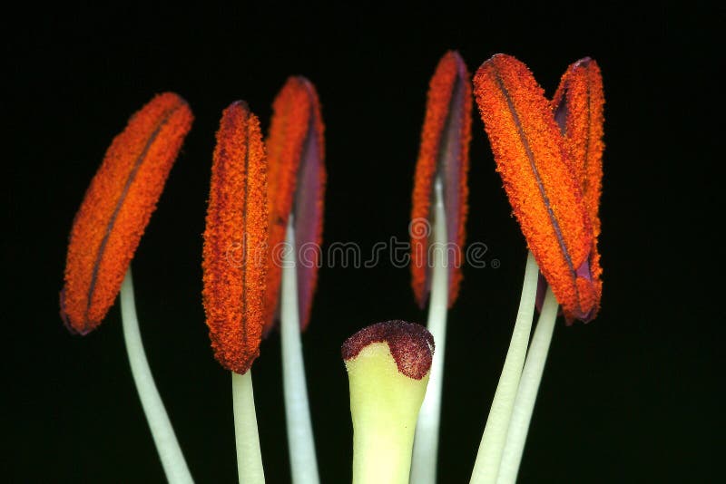 Stamens stock photo. Image of spring, flora, garden, forest - 273032