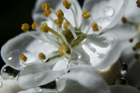 Stamens of Spring Ans Samall Flowers of Azerole Stock Photo - Image of ...