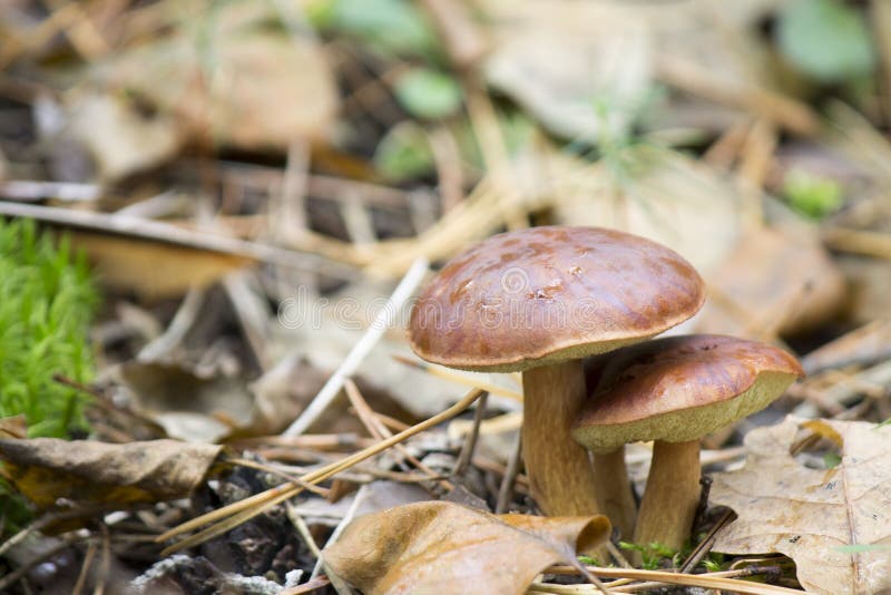 Stamm-Pilze stockbild. Bild von nachricht, wachsen, pilz - 78866609