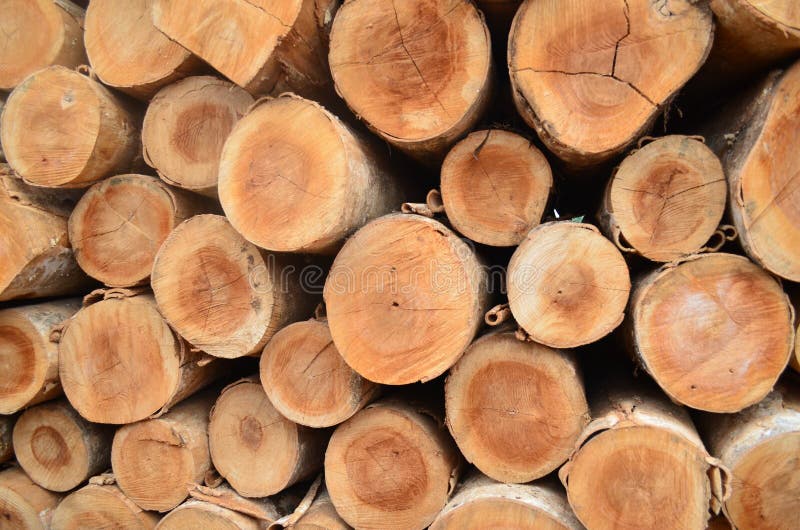 Stammar fotografering för bildbyråer. Bild av jordbruk - 69119731